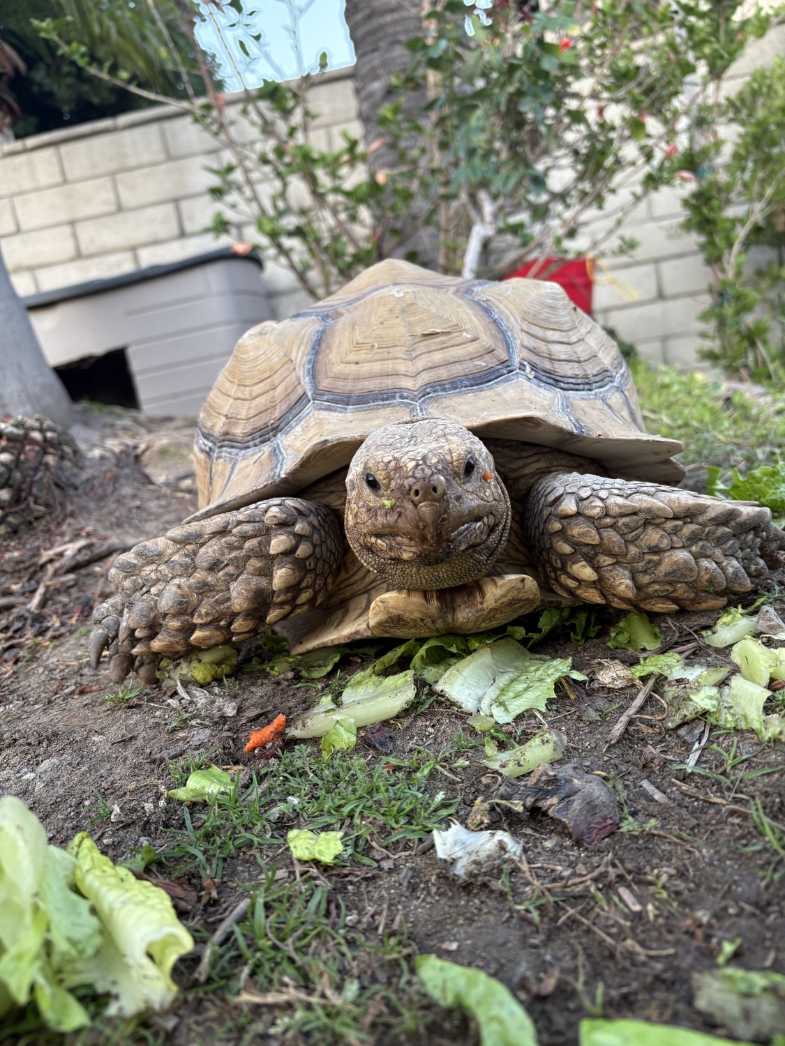 24+ Desert Tortoise Reptiles For Sale in United States | $90 – $600