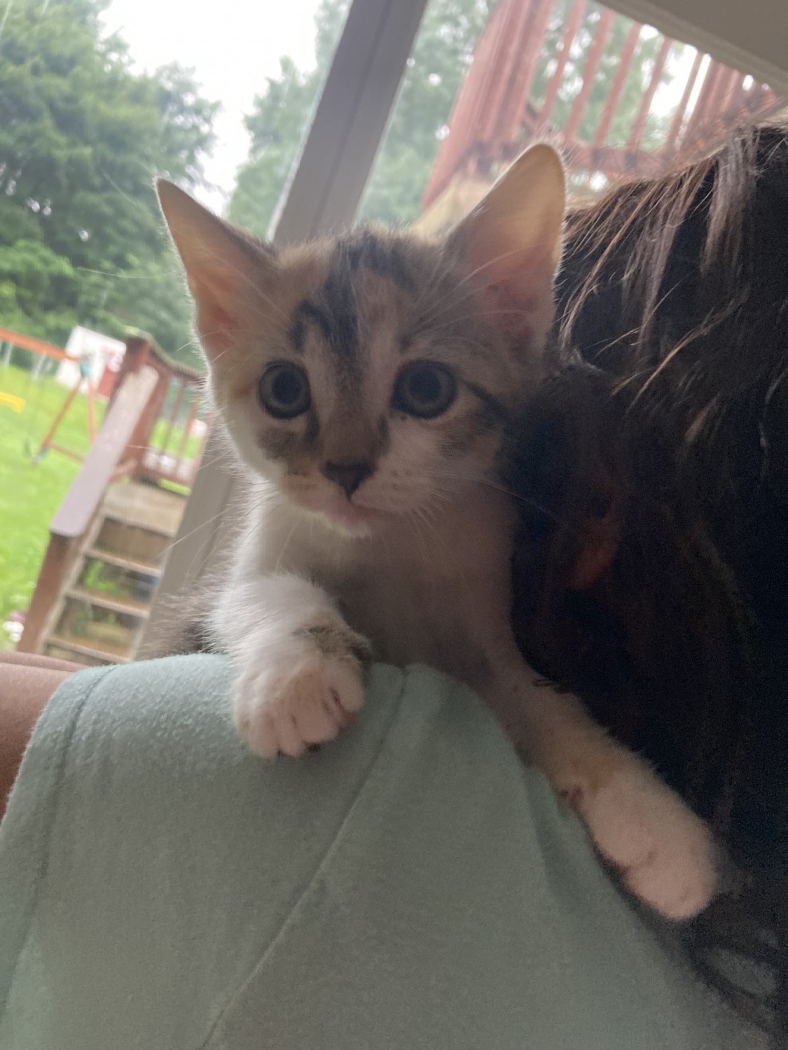 Dilute Calico Cats For Sale | Farmington, CT #604775