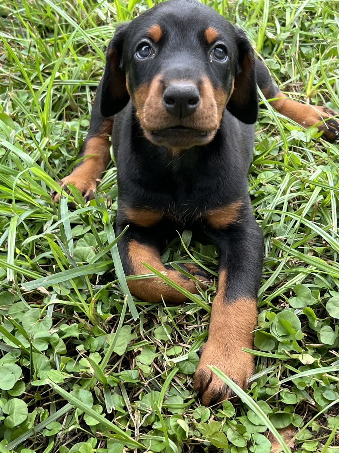 Doberman Pinscher Puppies for sale in 1, Charlotte, North Carolina | $600