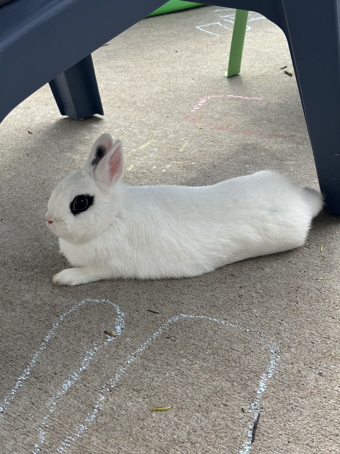 41+ Dwarf Hotot Rabbits for Sale in United States | $50 – $200