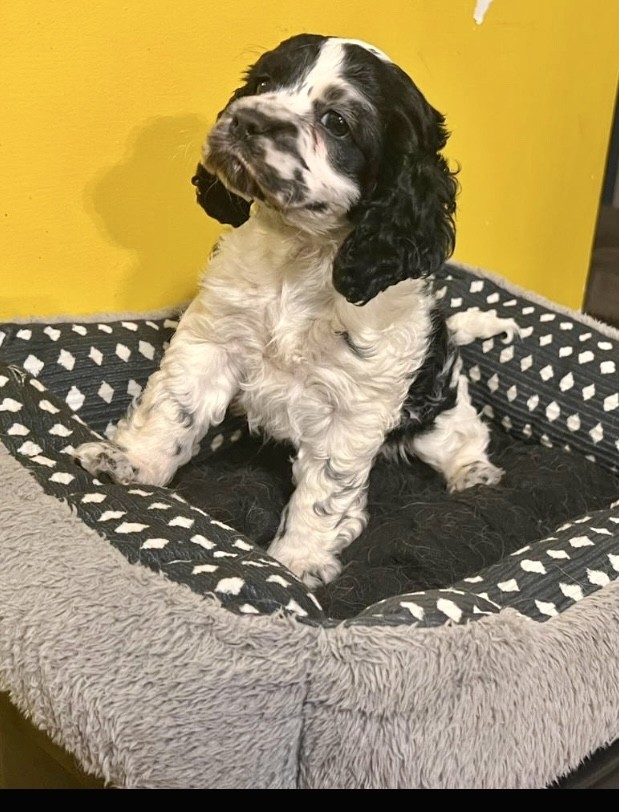 47+ English Cocker Spaniel Puppies / Dogs for Sale in Easley, South ...