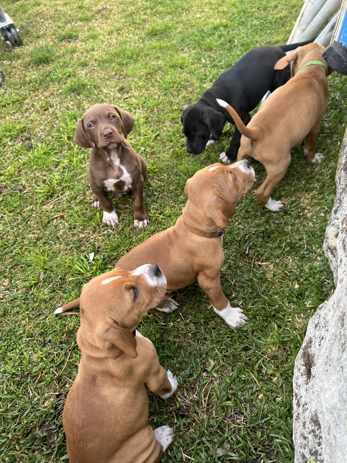 English Pointer Puppies For Sale in Wyndham City | $1,500 – $1,500