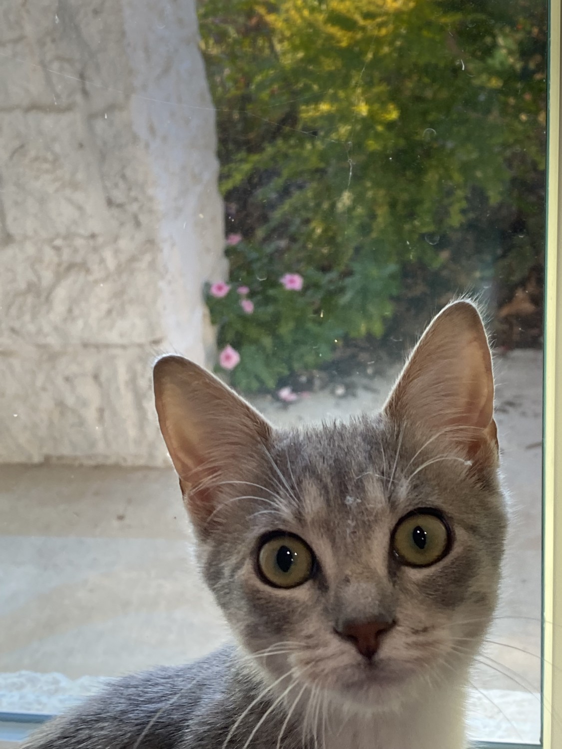 22+ Pets Found in Texas | Petzlover