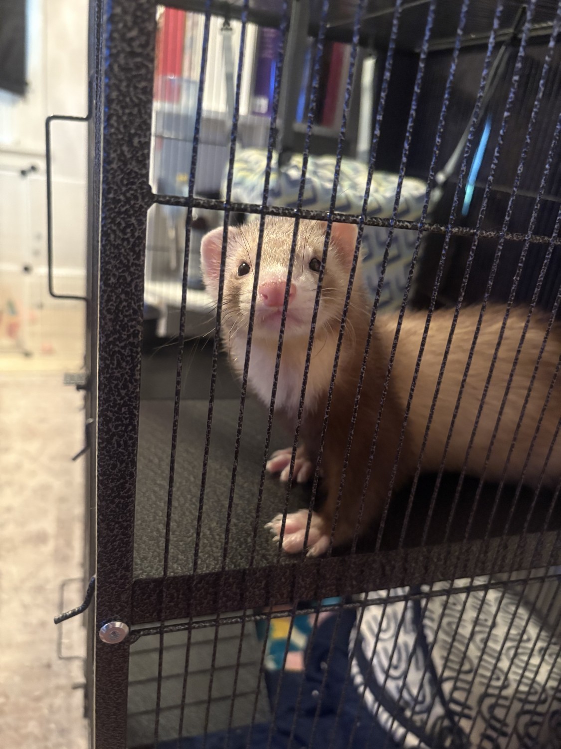 40+ Mini/Micro Pig Animals For Sale in Tinicum Township | $150 – $2,500