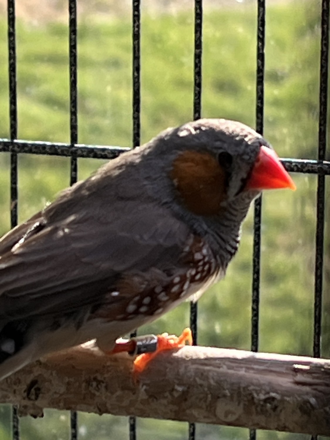 25+ Finch Birds for sale | Petzlover