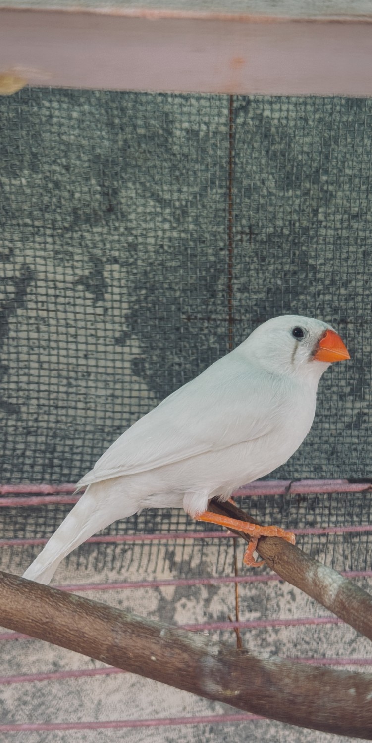 32+ Finch Birds for Sale in Karnal, Haryana | $150 – $25,000