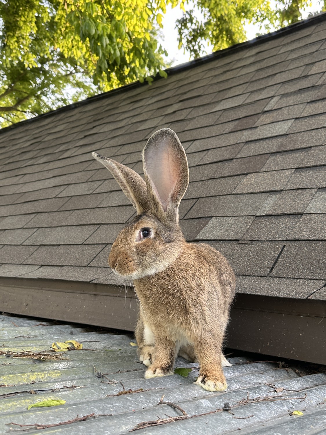 21+ Flemish Giant Rabbits For Sale in SIENNA PLANT | $150