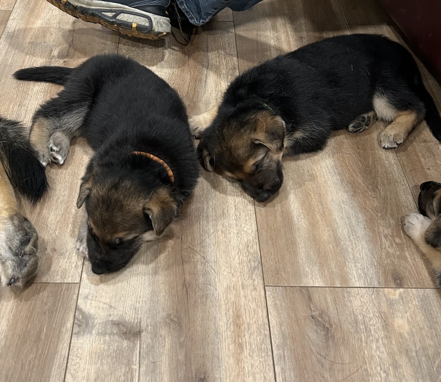 German Shepherd Puppy for sale in Harrisburg, Pennsylvania