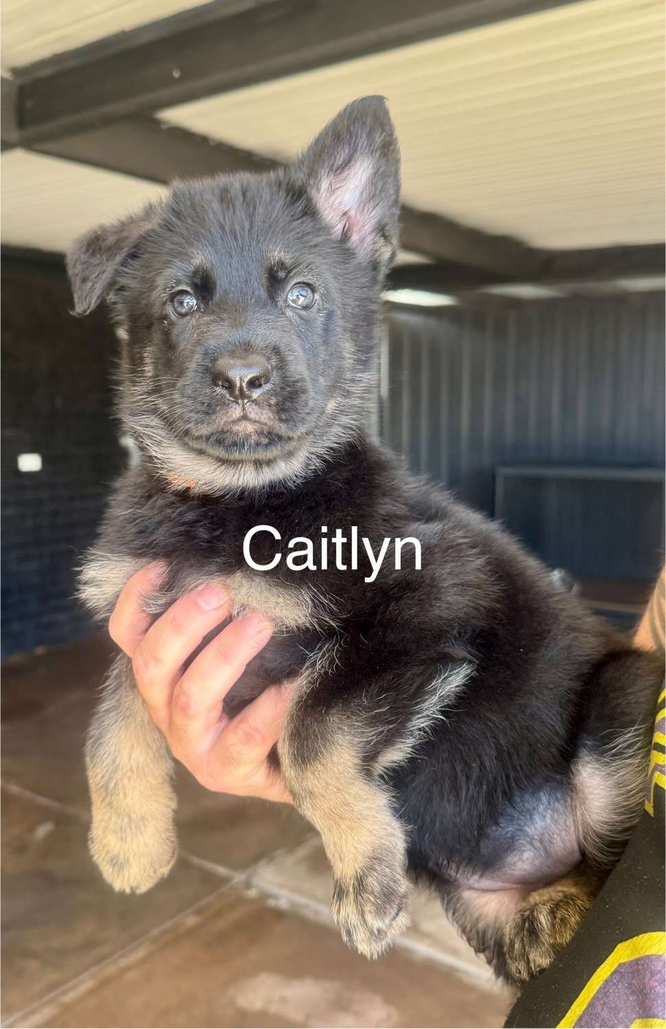 Staffordshire Bull Terrier Puppies For Sale | Perth, WA #607454 (0)