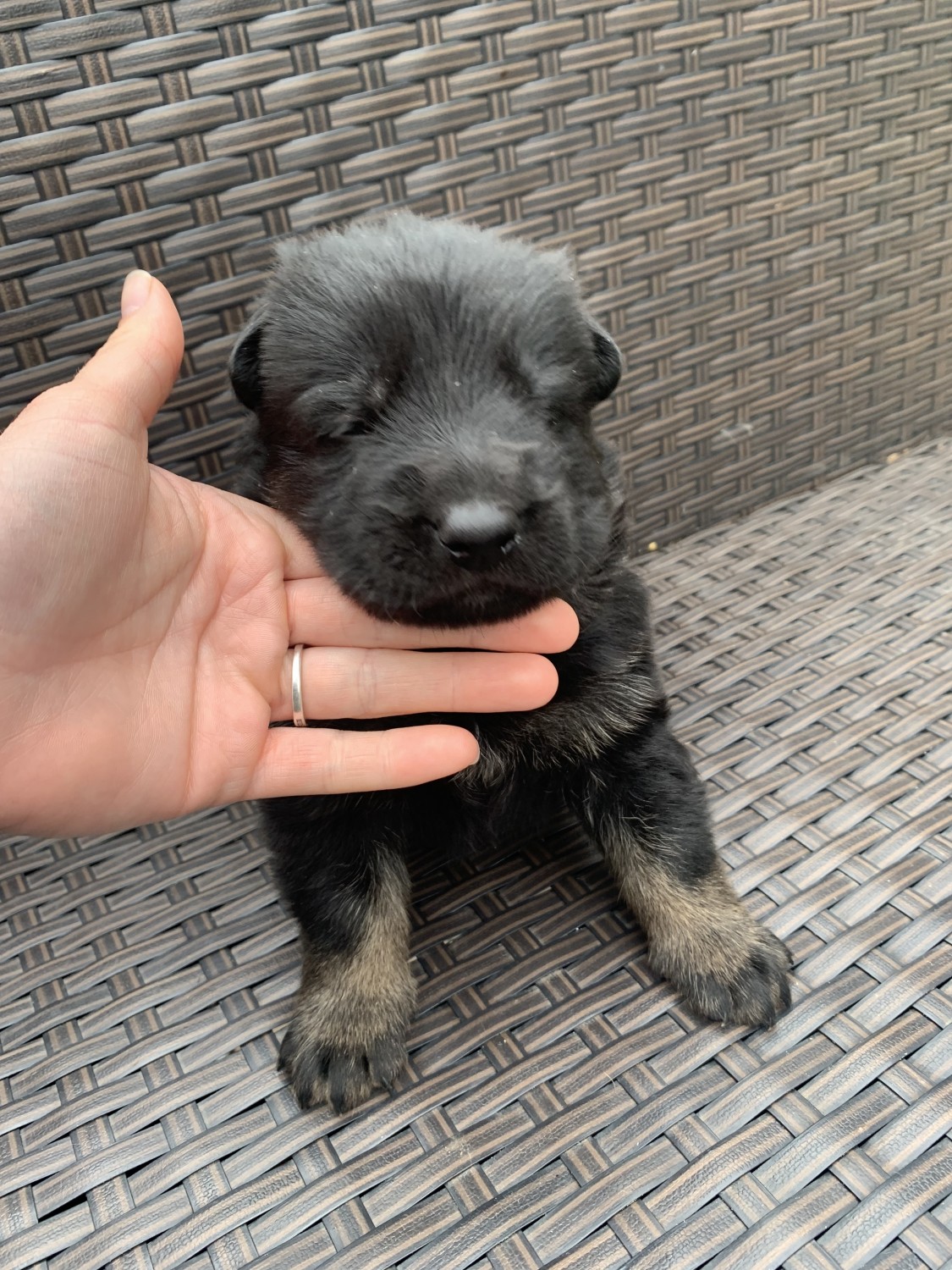 German Shepherd Puppies For Sale in Orange, Texas | PetzLover