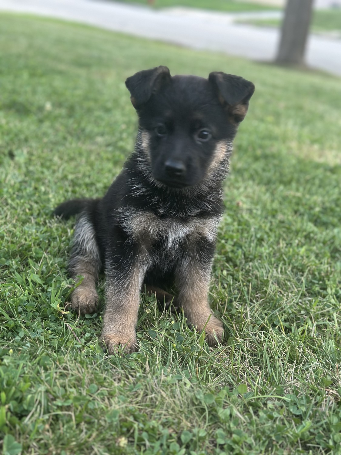 German Shepherd Puppies For Sale | $750 | Milwaukee, WI #645064