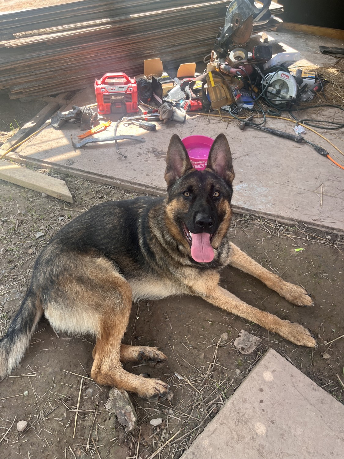 836+ Puppies / Dogs for Sale in Three Springs, Pennsylvania | $300 – $1,500