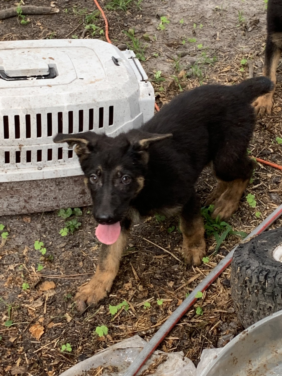 German Shepherd Puppy for sale in Elizabeth City, North Carolina | $600