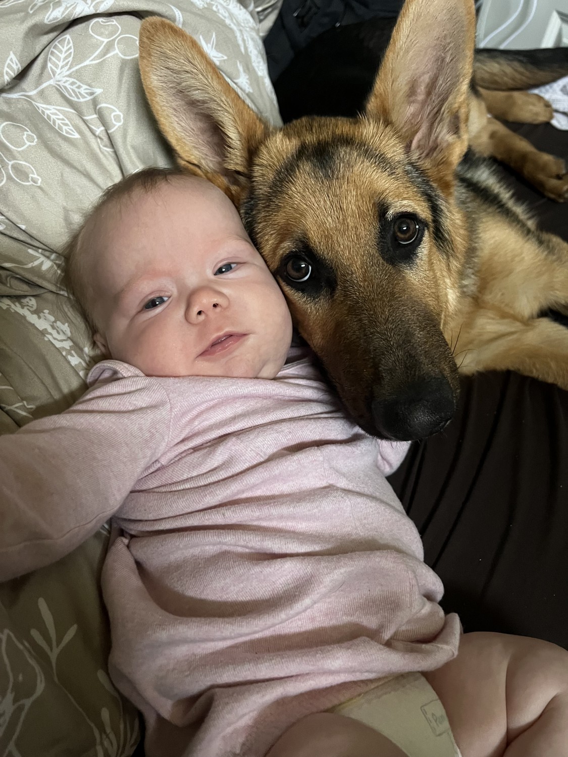 German Shepherd Puppies For Sale | $600 | Minneapolis, MN #649337