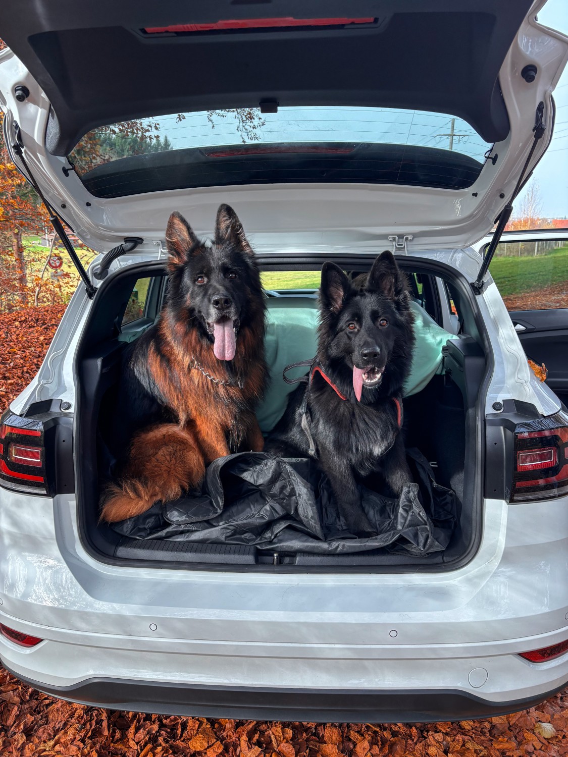 German Shepherd Puppies / Dogs For Sale in Switzerland | CHF1,200 ...