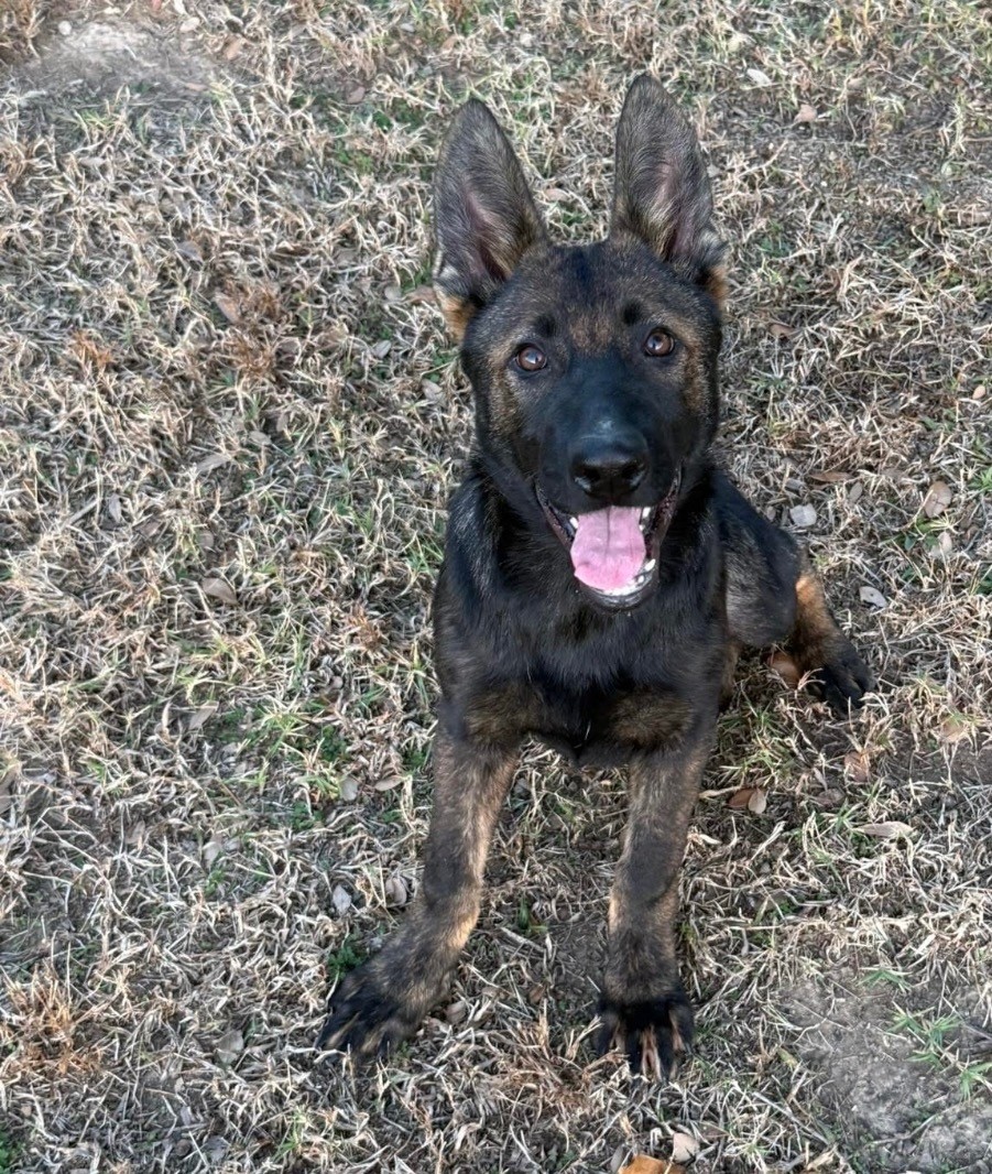 German Shepherd Puppy for sale in Marshall, Texas | $1,500