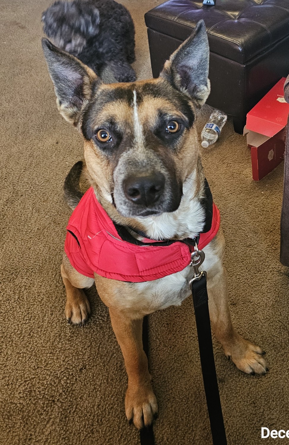 German Shepherd Puppy for adoption in Fresno, California | $50