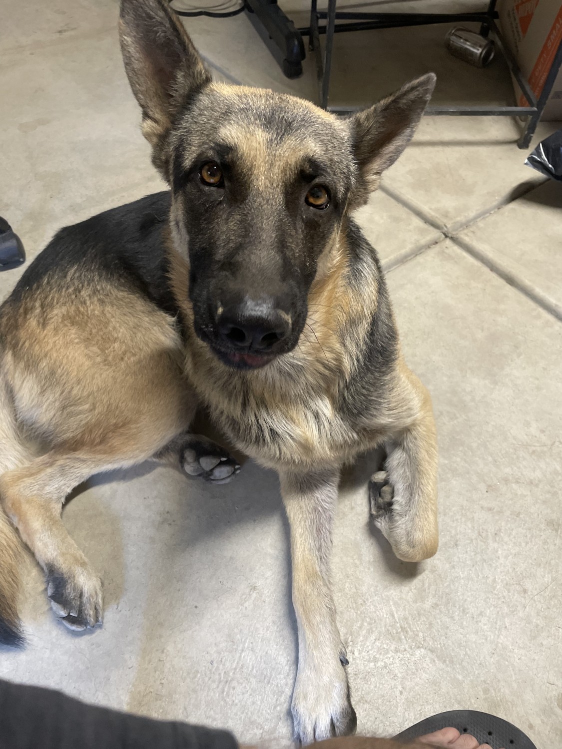 German Shepherd Puppy for sale in Bakersfield, California | $200