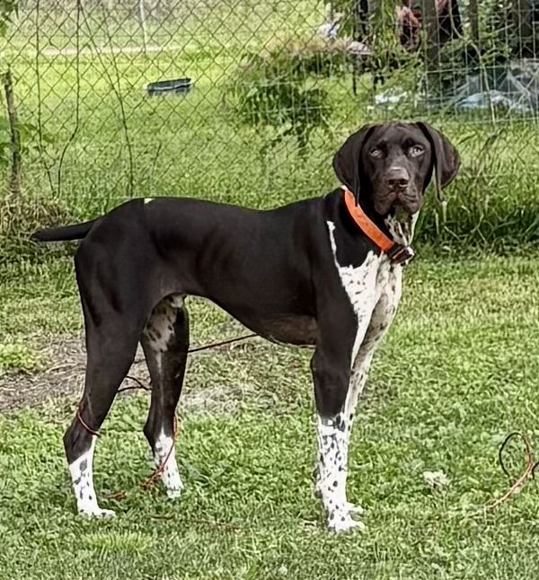 German Shorthaired Pointer Puppies For Sale | Angleton, TX #637425 (40)