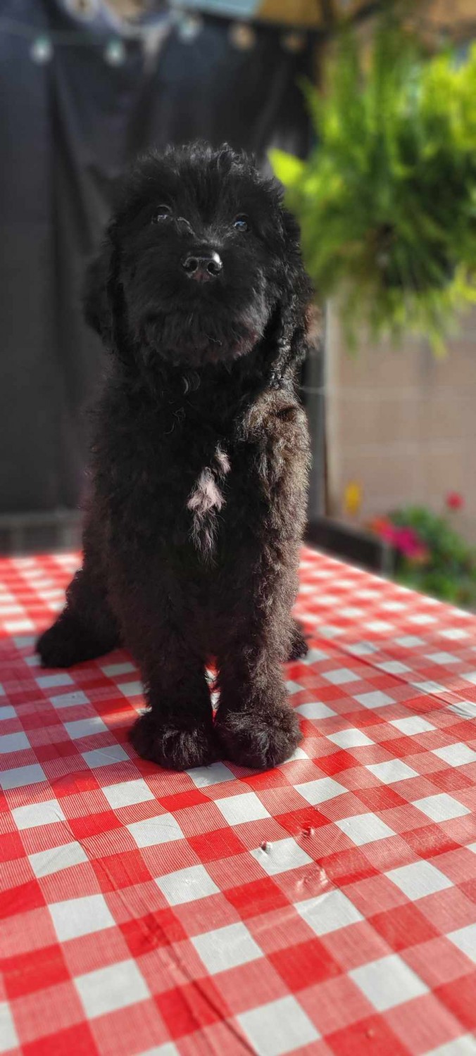 25+ Goldendoodle Cachorros / Perros en Venta en Méjico | $100 – $40,000