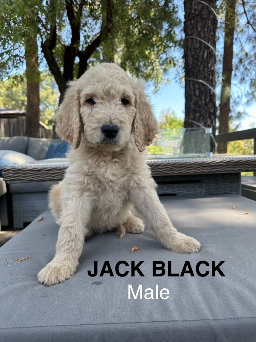 21+ Goldendoodle Puppies / Dogs For Sale in La Cañada Flintridge | $2,000