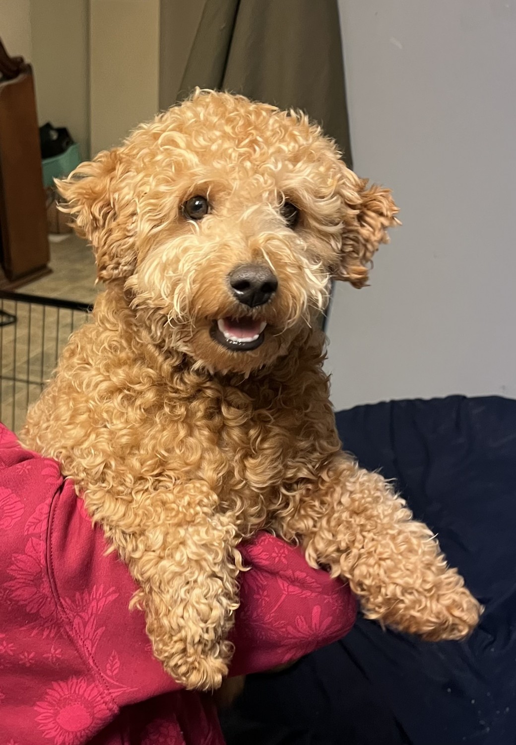 Goldendoodle Puppy for sale in Orion Township, Michigan | $500