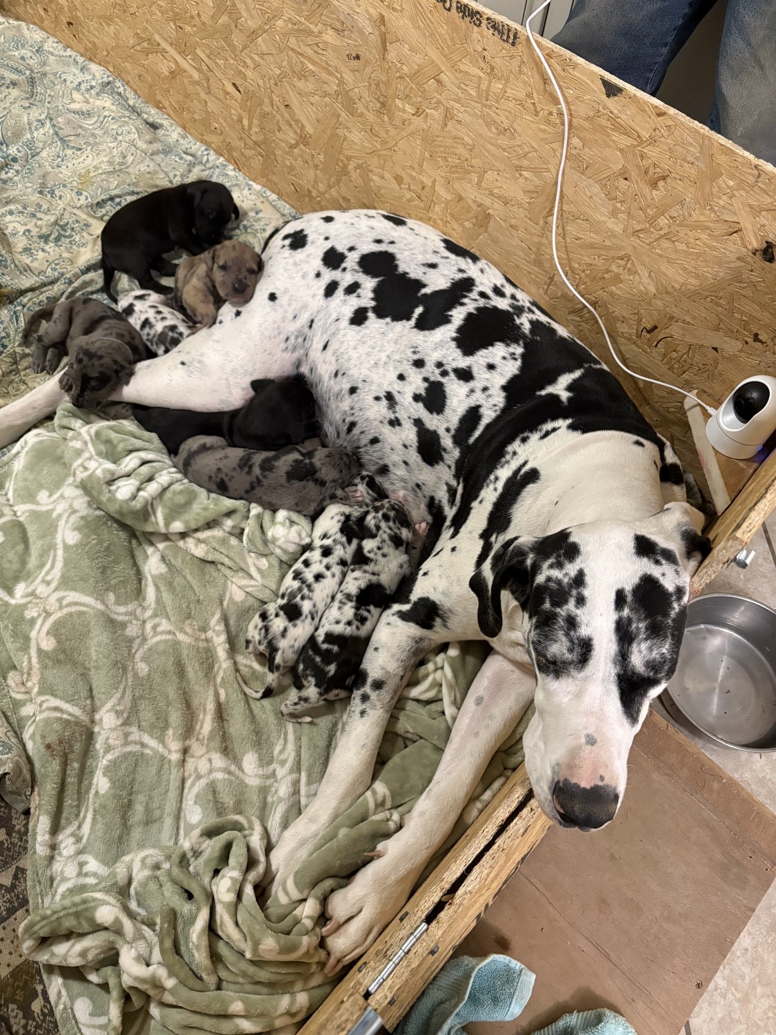 Great Dane Puppy for sale in Center Township, Indiana | $2,500