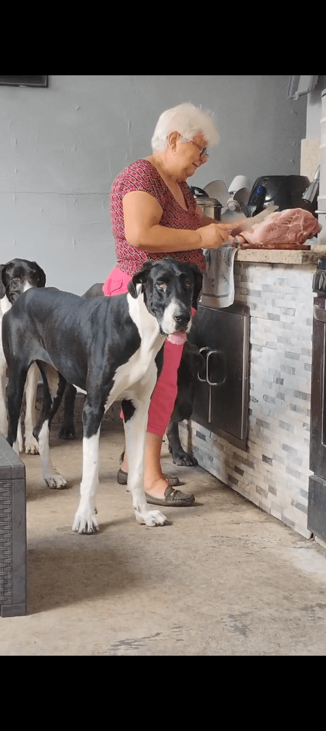 Great Dane Puppy for free Miami, Florida | Petzlover