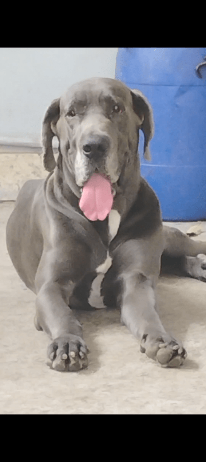 Great Dane Puppy for free Miami, Florida | Petzlover