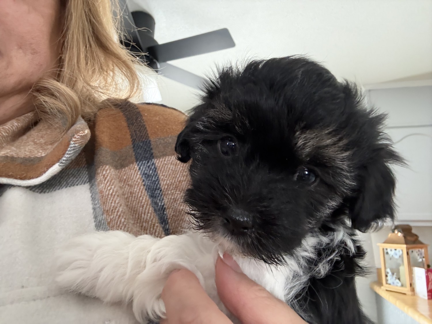 Havapoo For Sale in Hopkinsville (1) | Petzlover