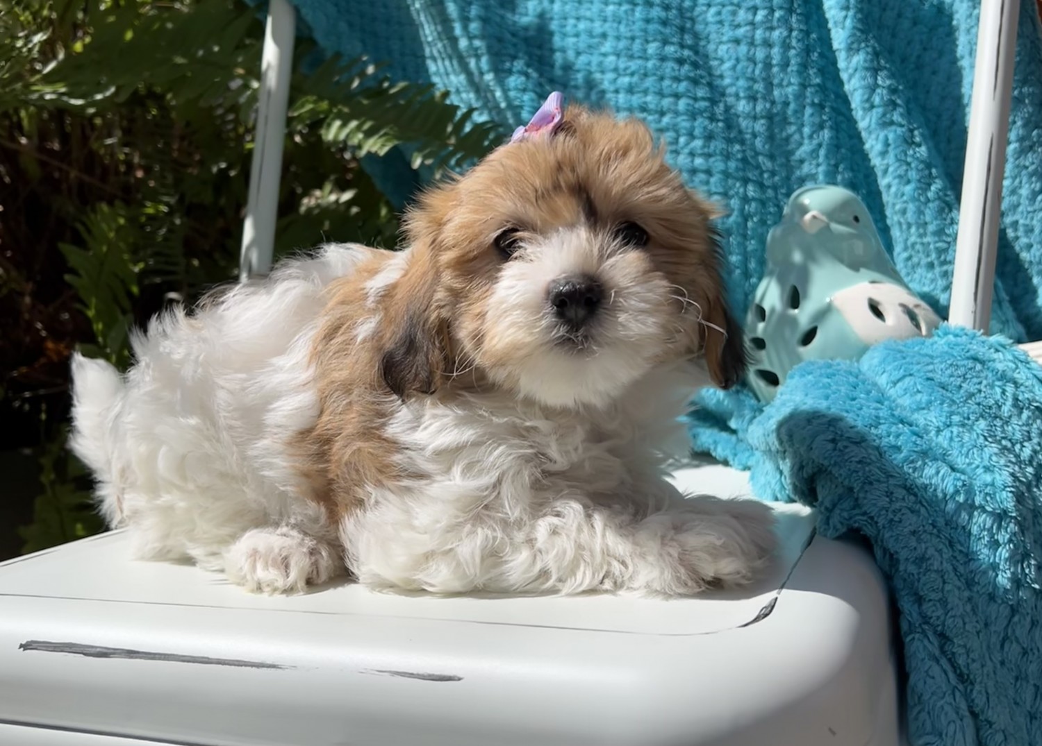 Havapoo Puppies For Sale in Wawaka, IN | PetzLover