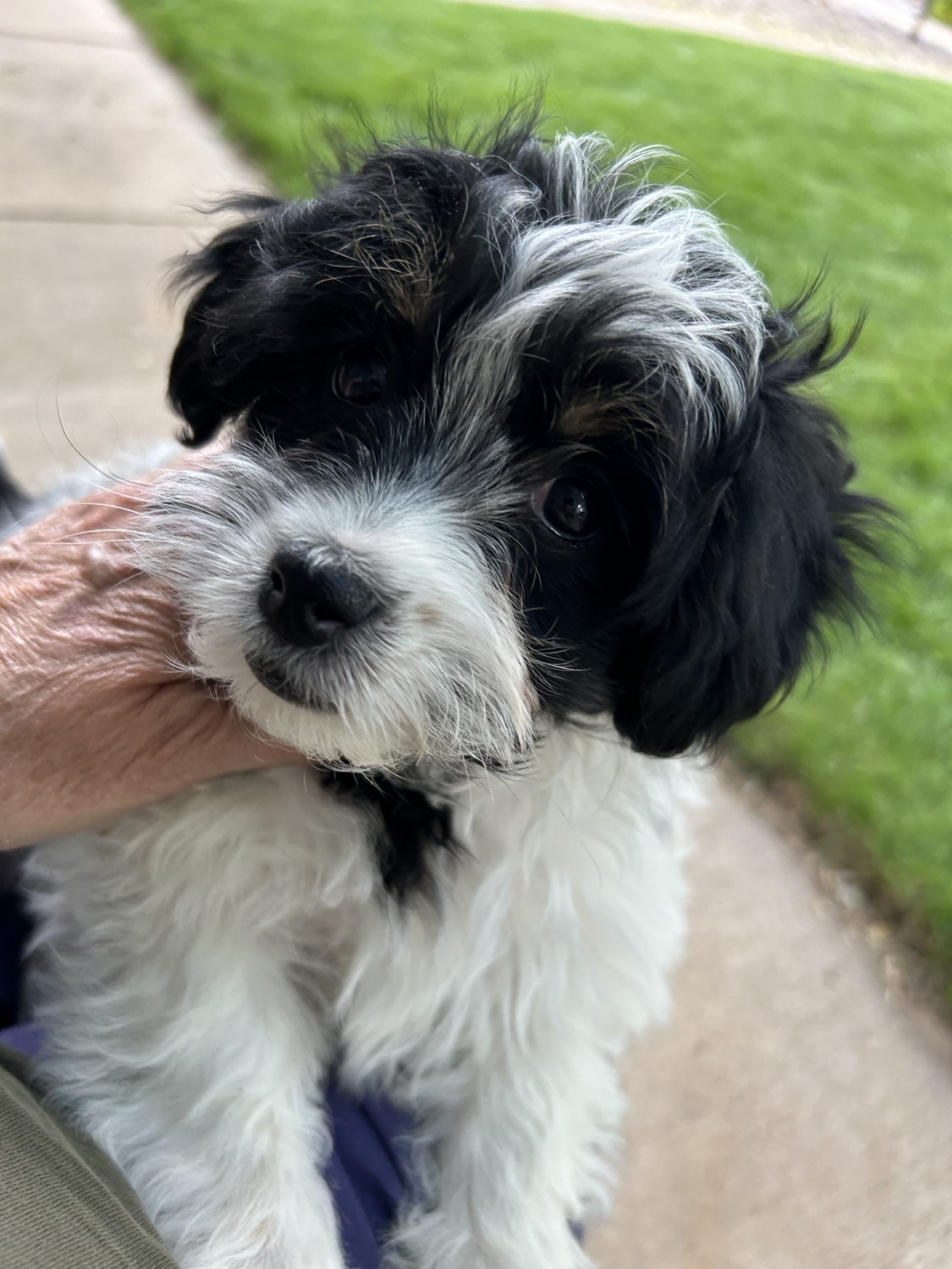 44+ Havapoo Puppies / Dogs for Sale in Colorado Springs, Colorado | $400 – $3,500