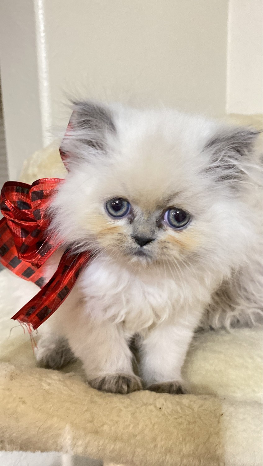 Himalayan Cats For Sale in Sparks | PetzLover