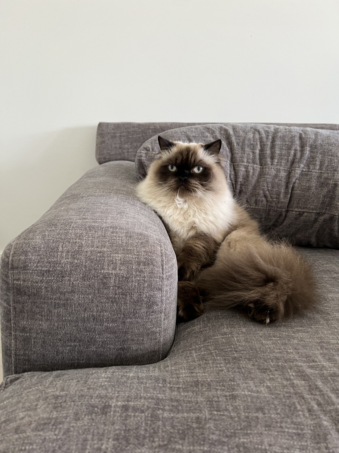 21+ Himalayan Cats For Sale in North Port | $400 – $400