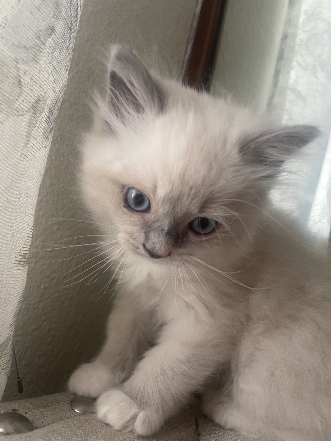 Himalayan Cats for sale in Mandeville, Louisiana | $1,000