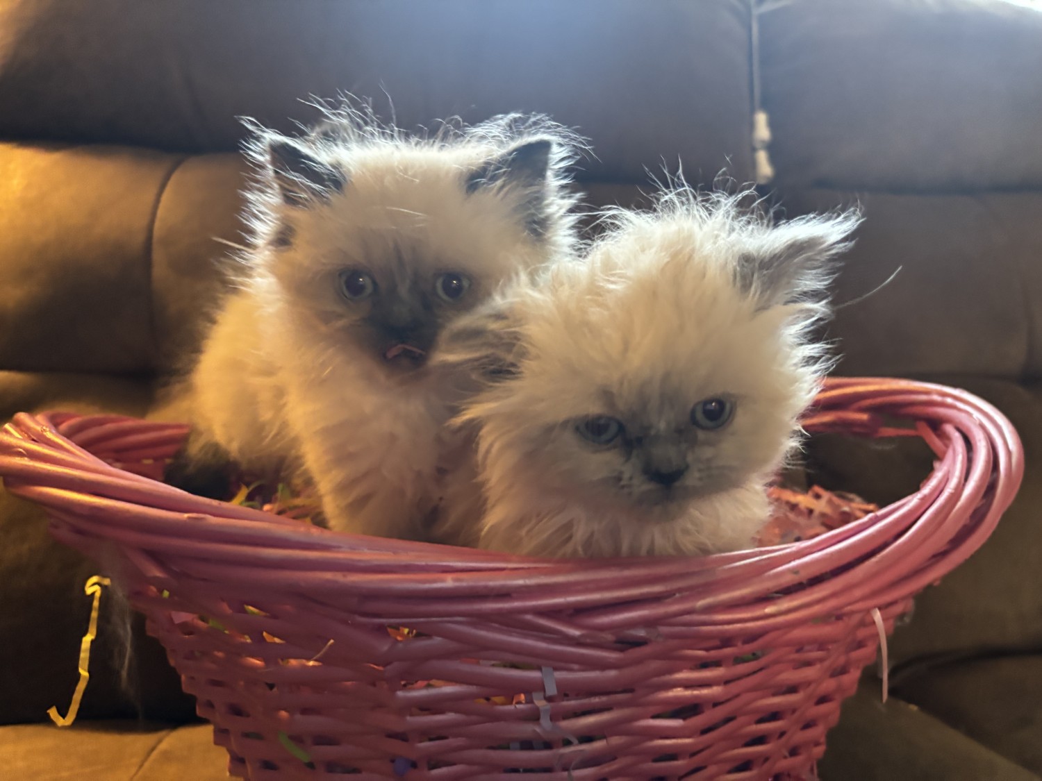 Himalayan Persian Cats For Sale in Butler, PA | Quality Breeders