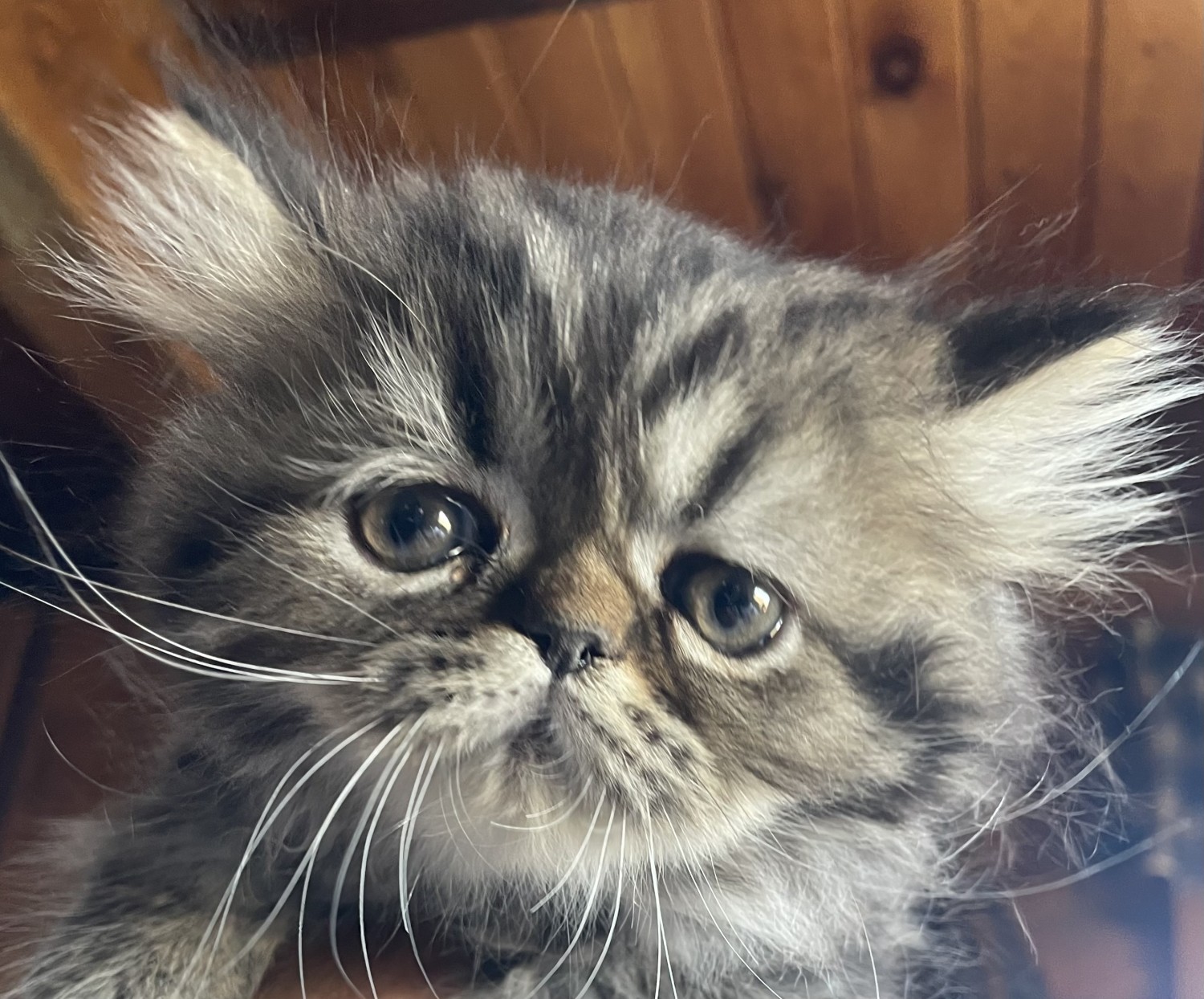 Himalayan Persian For Sale in Sherman Oaks | Petzlover
