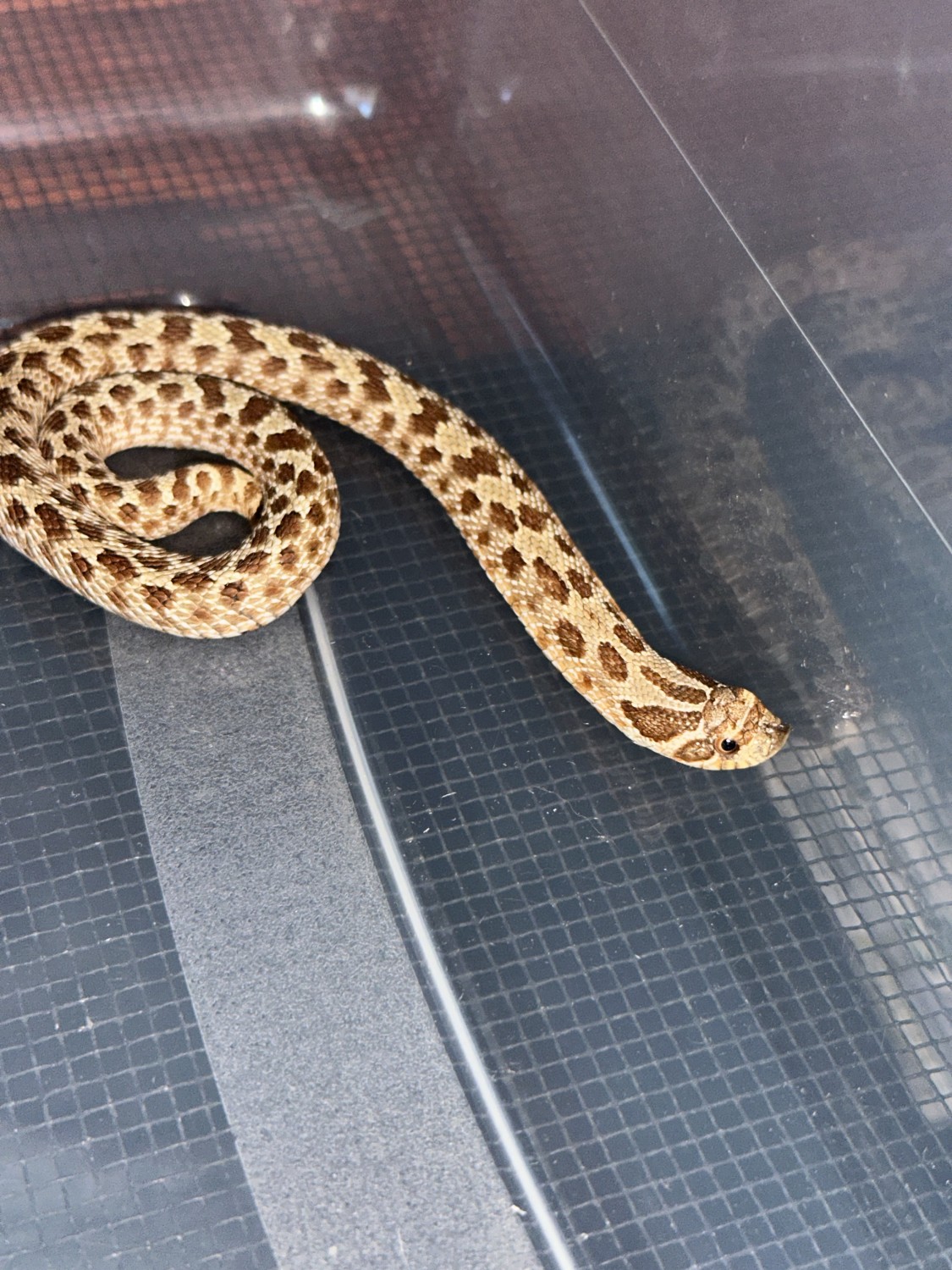 Hognose Snake Reptiles For Sale | Prince George, VA #619090