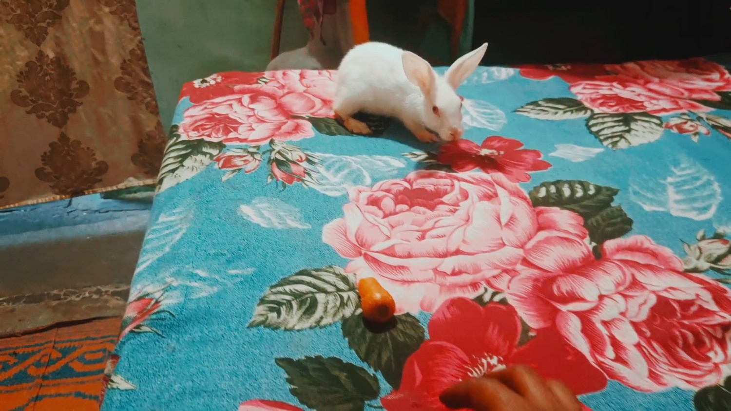 Rabbits For Sale in India - Buy & Sell Quality Rabbits Online