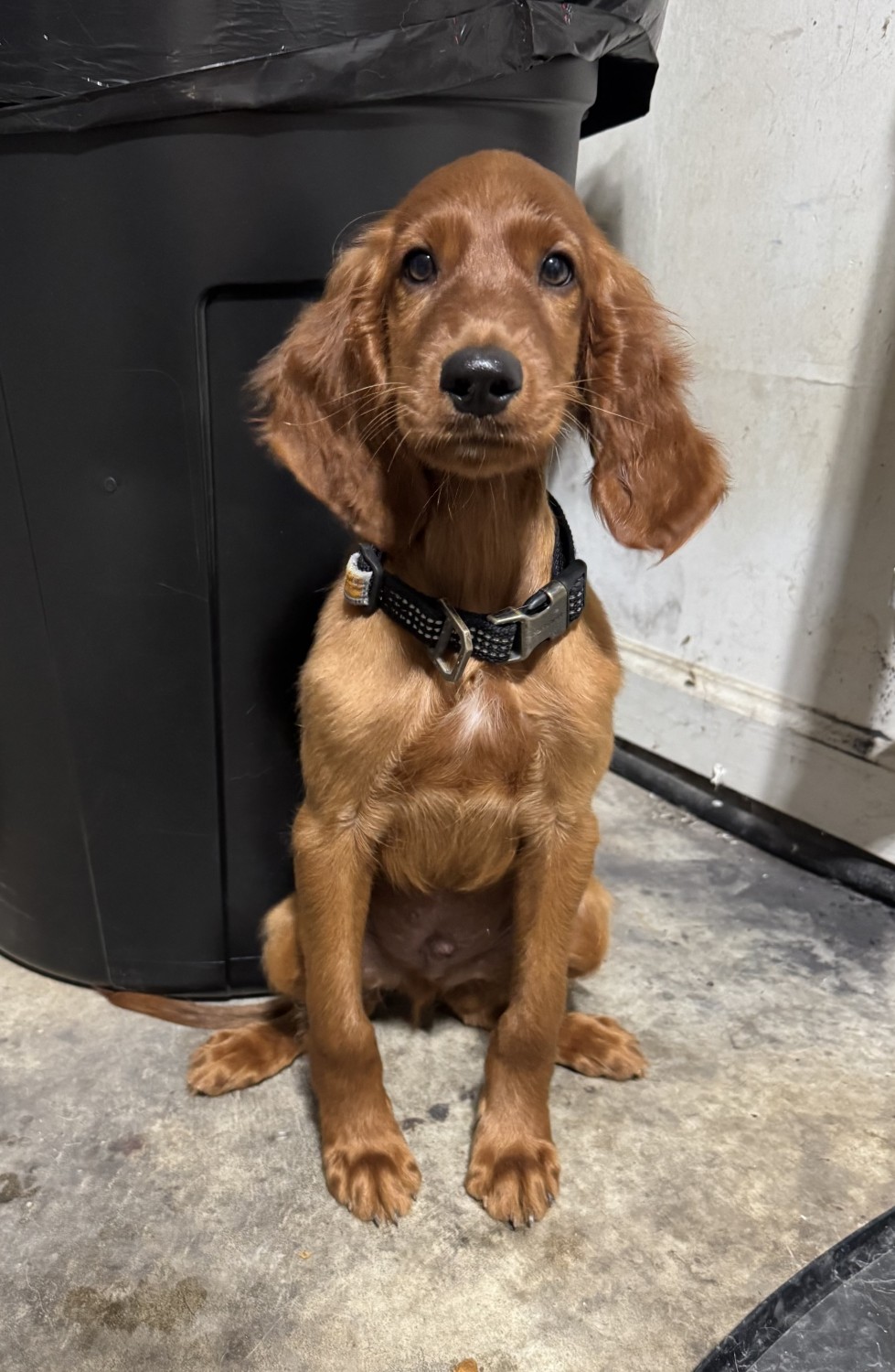Irish Setter Puppy for sale in Port Deposit, Maryland | $250