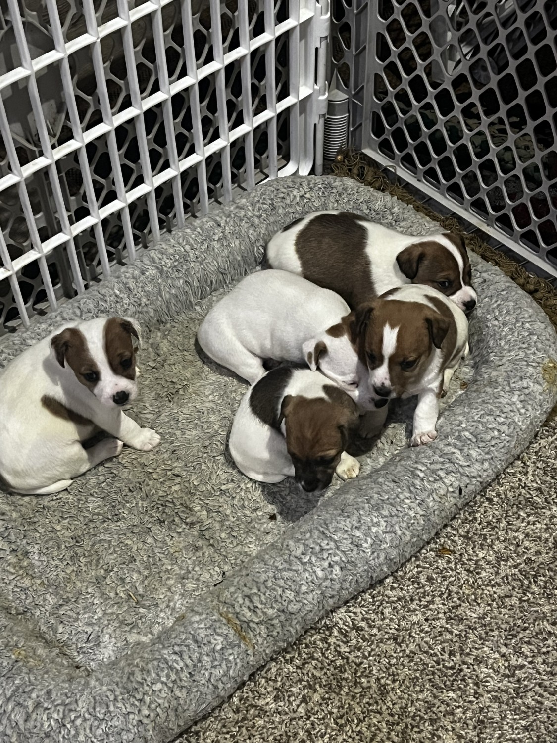 Jack Russell Terrier For Sale in Anderson | Petzlover