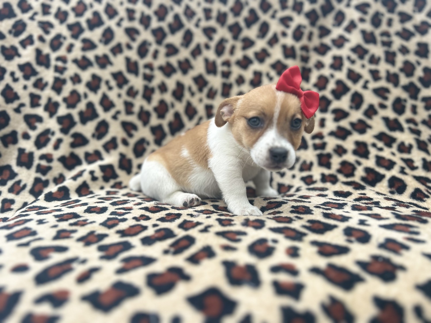 Jack Russell Terrier Puppy for sale in Lakeland, Florida | $695