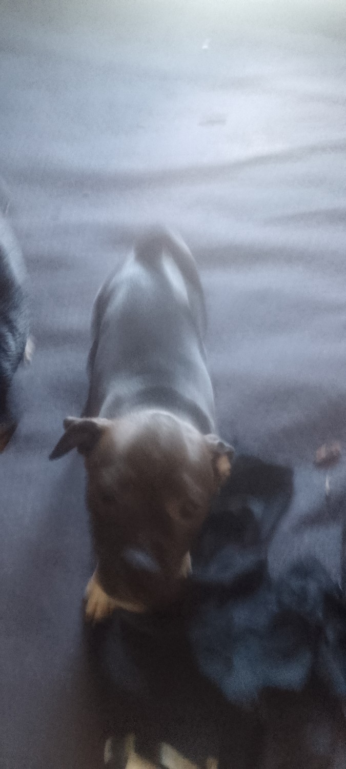 Jack Russell Terrier Puppies / Dogs for Adoption in Australia | $50 ...