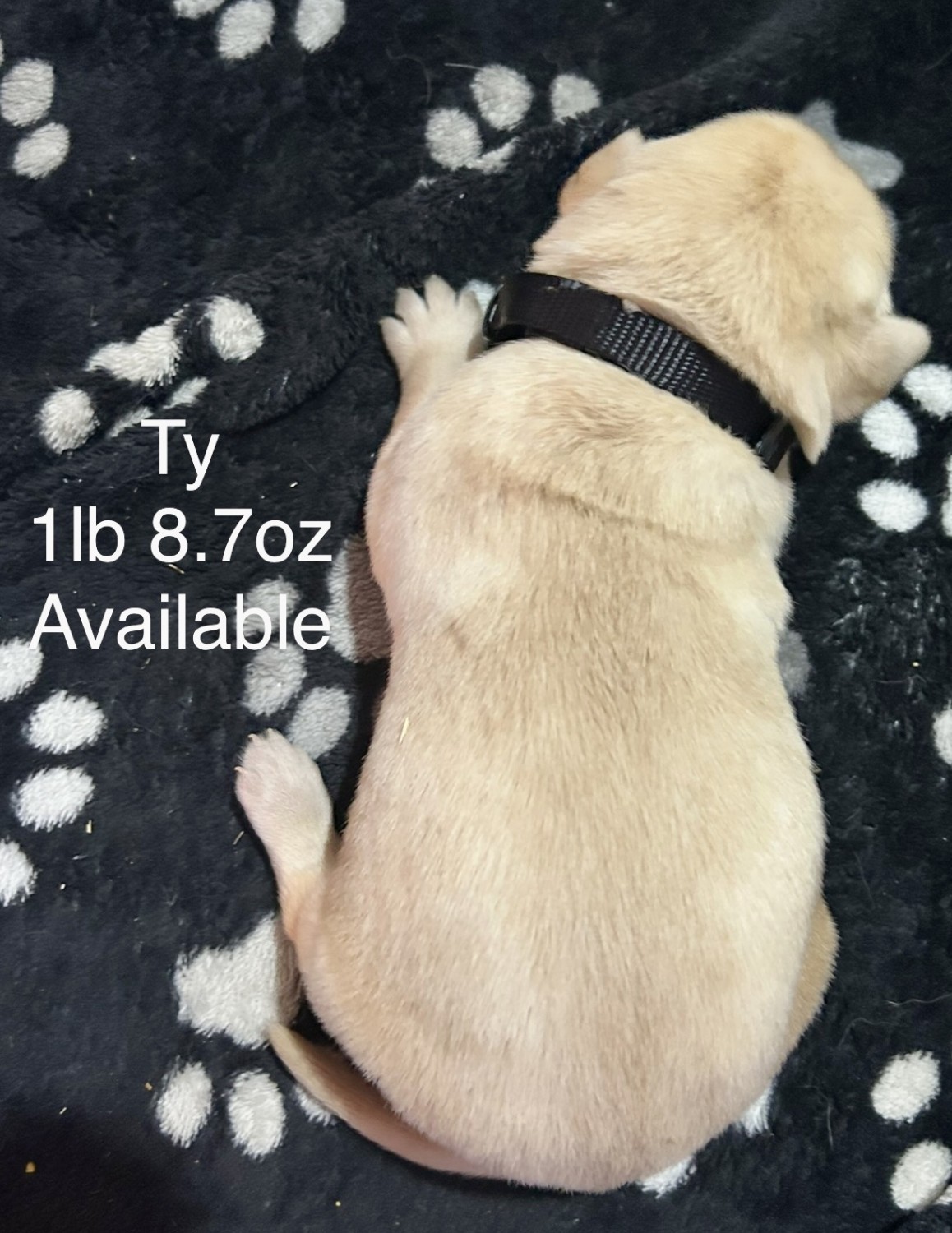 22+ Labrador Retriever Puppies / Dogs For Sale in Gillette | $600