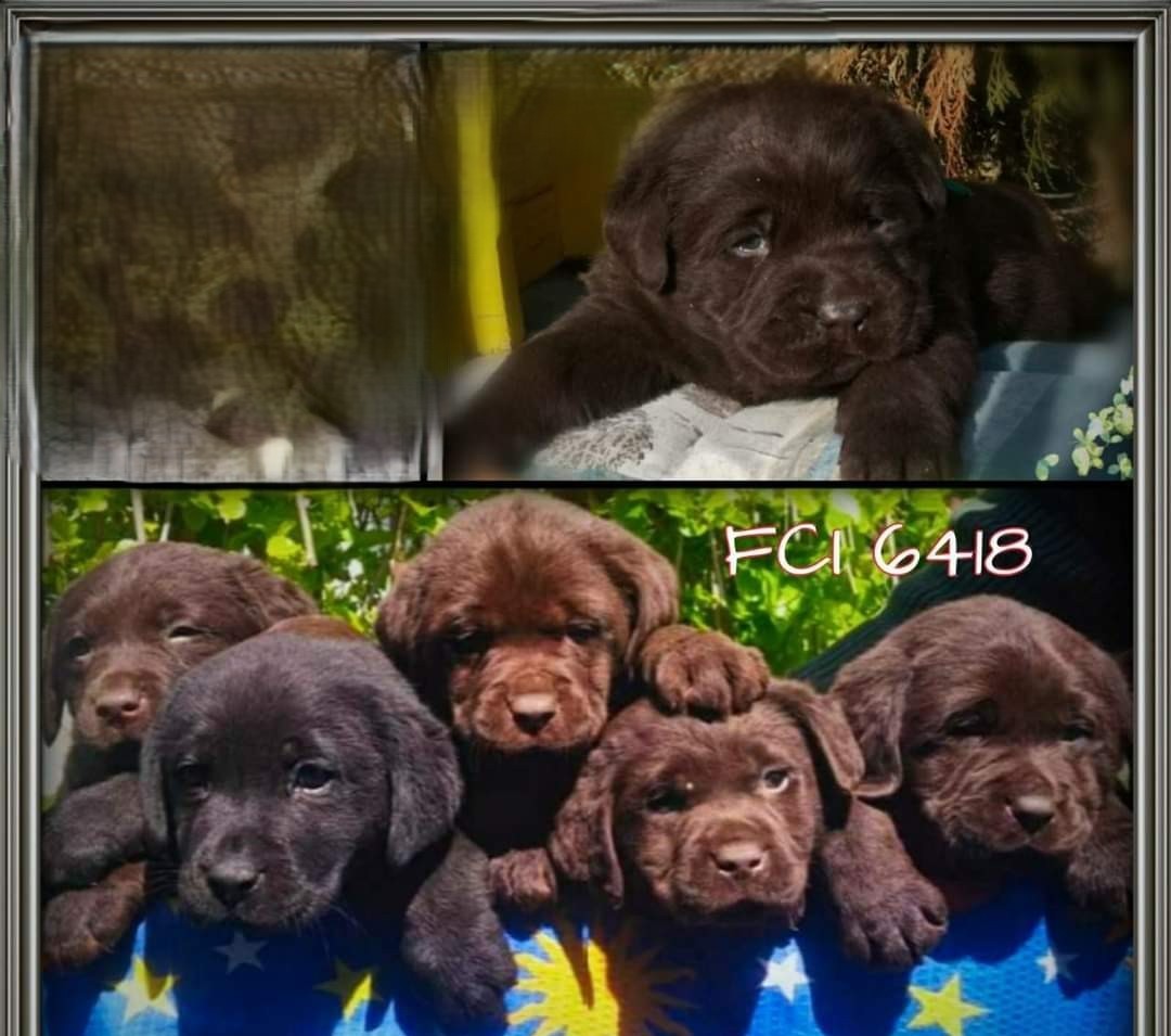 Labrador Retriever Puppies / Dogs For Sale in Serbia