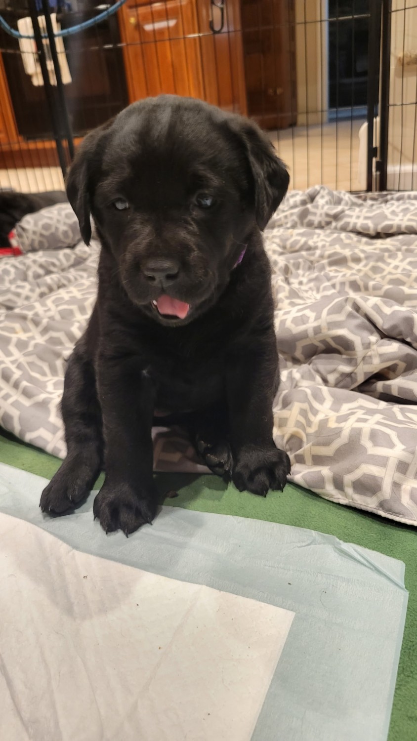 Labrador Retriever Puppies for sale (13,263) - Page 13