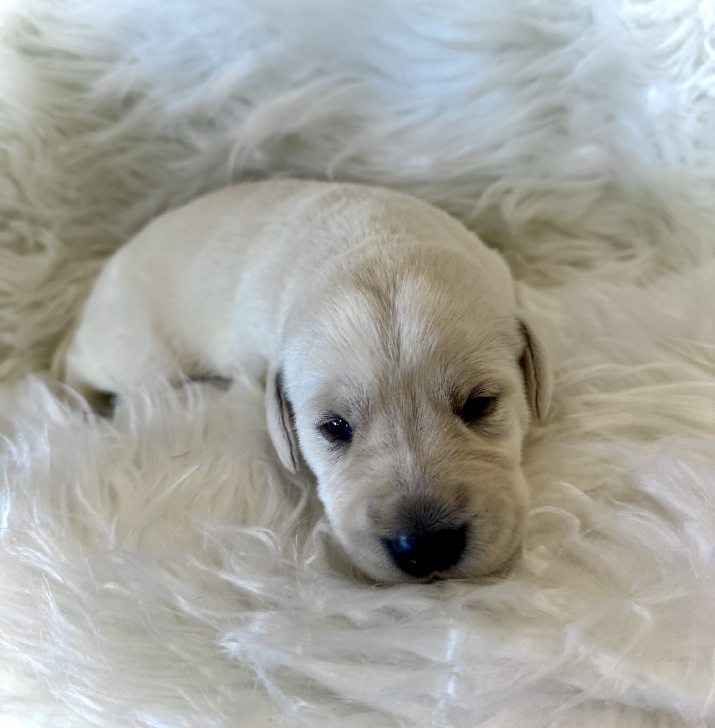 Russian Toy Terrier Puppies For Sale in United States | PetzLover