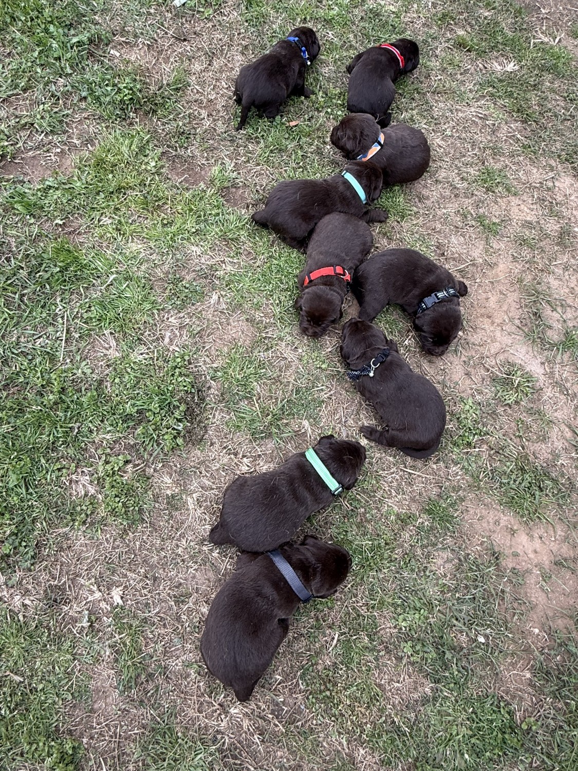 Labrador Retriever Puppies For Sale in Athens, Henderson County, Texas ...