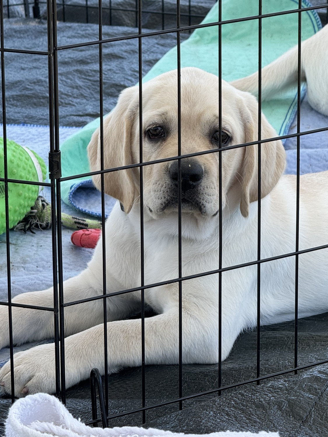 Labrador Retriever Puppies For Sale | Deltona, FL #630851 (0)