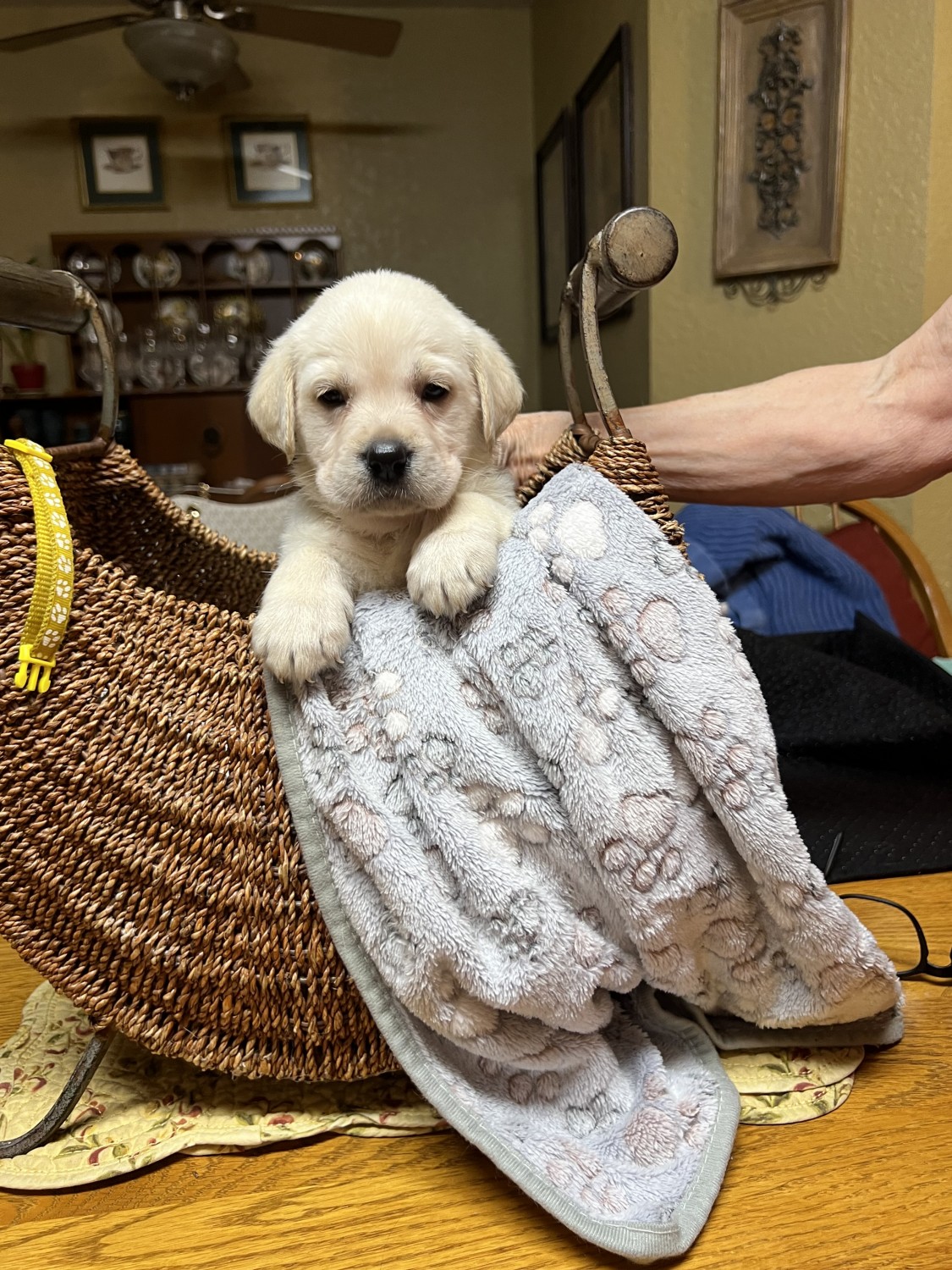 Shepard Labrador Puppies For Sale in Buckeye - Shaker, OH | PetzLover